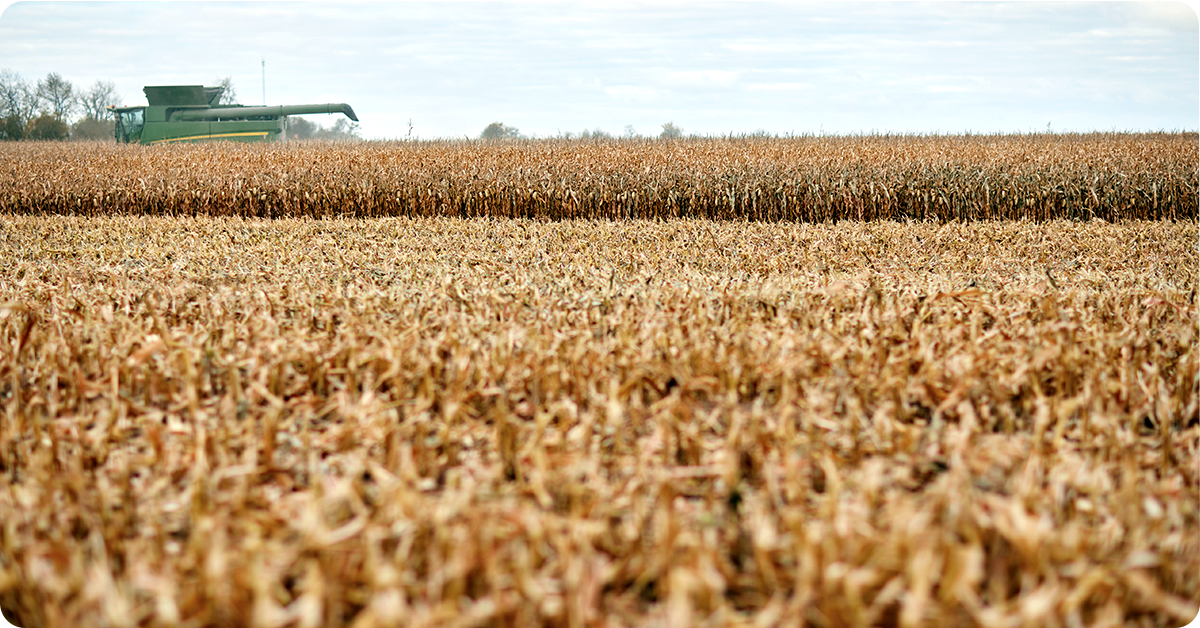 Tips for Successful Fall Planting | IFA’s Helping to Grow Blog